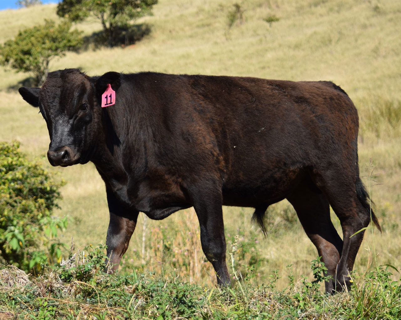 Norman Wagyu SJNFS002 - Norman Wagyu Stud